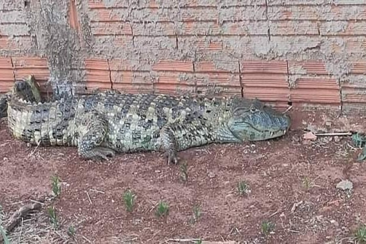 Jacaré é capturado em condomínio de Jaú - São Carlos no Toque