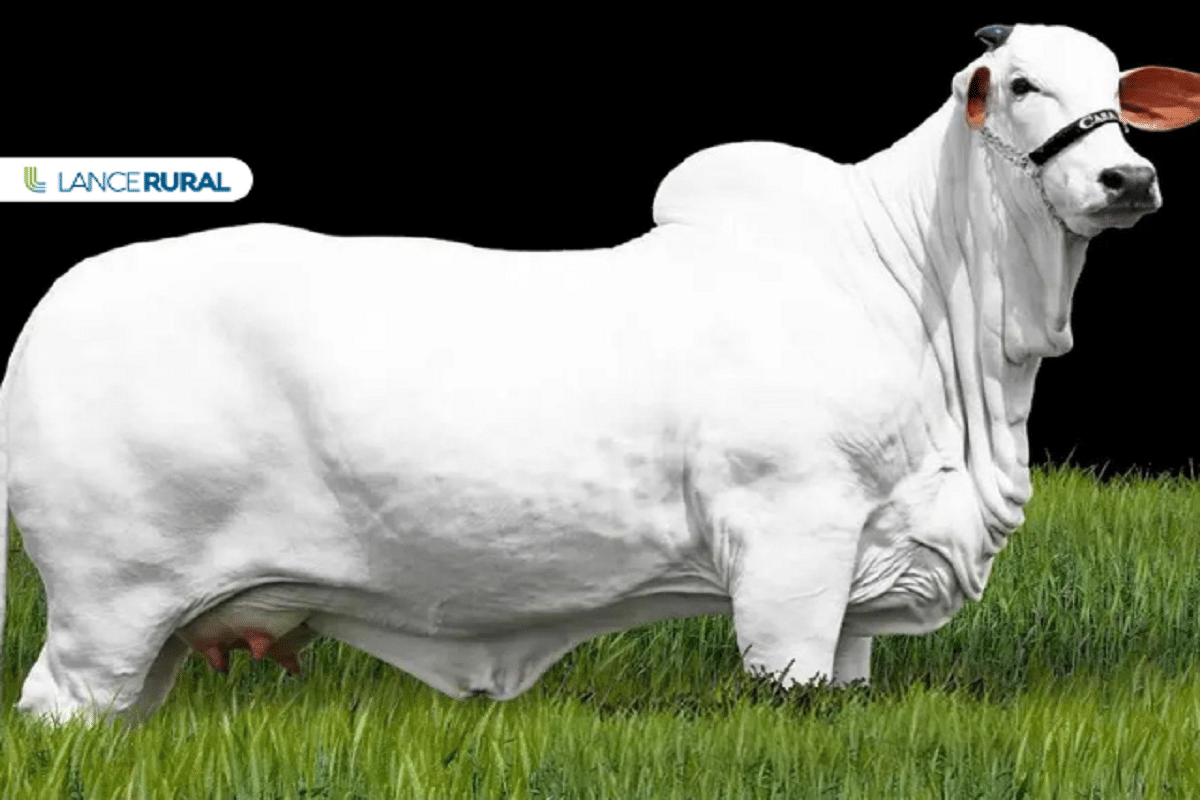 Vaca nelore bate recorde e se torna a mais valorizada do mundo - São ...