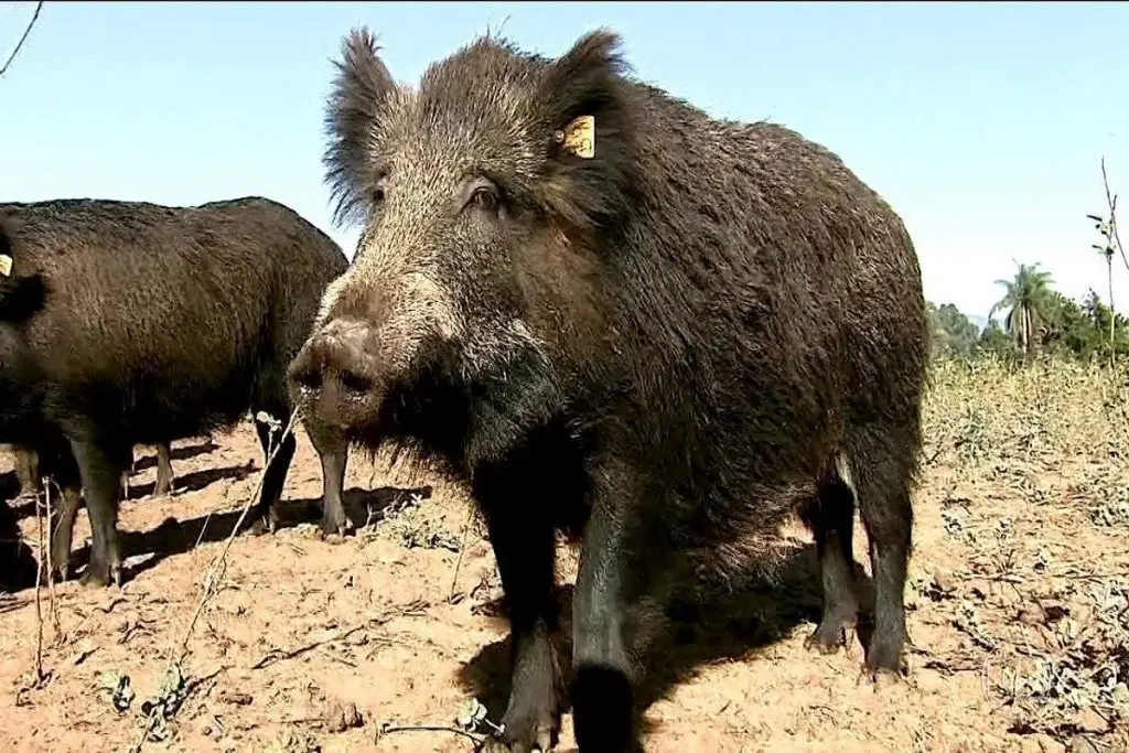Invasão de javalis no Brasil preocupa agricultores e ameaça ...